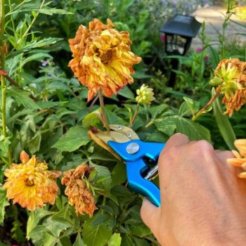 How to Bring Mums Back to Life