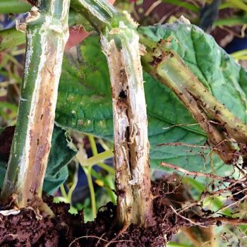 15 Common Diseases On Cucumbers