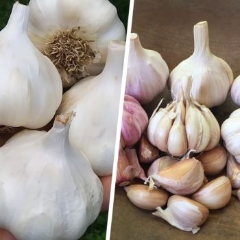 Softneck Vs. Hardneck Garlic: What Is The Difference?