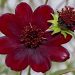 All About Chocolate Cosmos (Cosmos Atrosanguineus)
