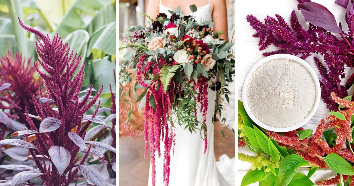 All About The Meanings of Amaranth Flowers