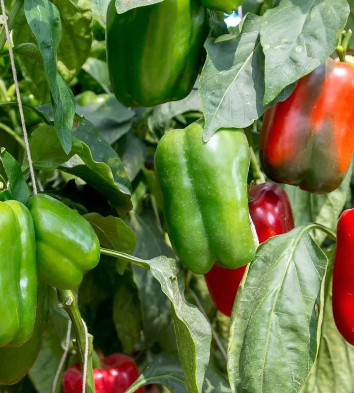 Do Green Bell Peppers Turn Red? Tips to Ripen Your Bell Peppers