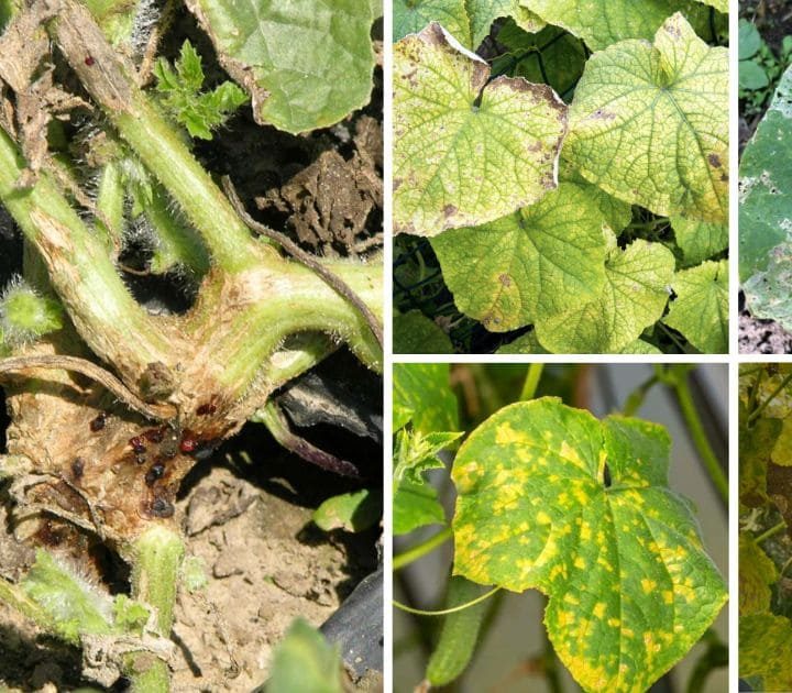 15 Common Diseases On Cucumbers