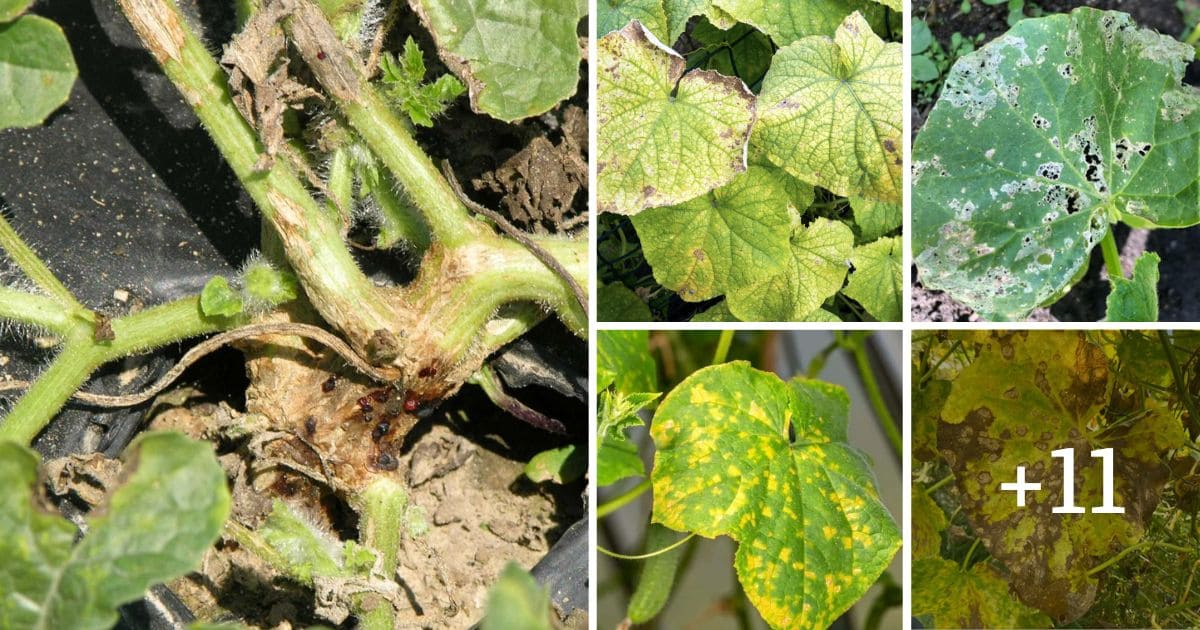 15 Common Diseases On Cucumbers