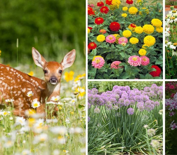 Top 20 Best Deer-Resistant Flowers And Shrubs