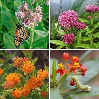 How to Grow and Care for Milkweed