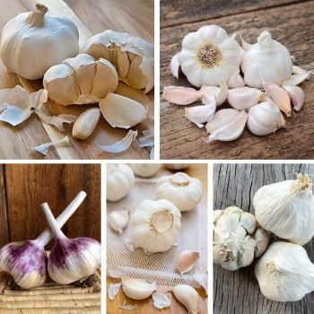 Softneck Vs. Hardneck Garlic: What Is The Difference?