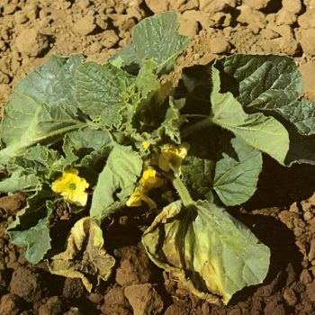 15 Common Diseases On Cucumbers