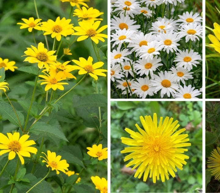 14 Types Of Weed That Looks Like A Sunflower