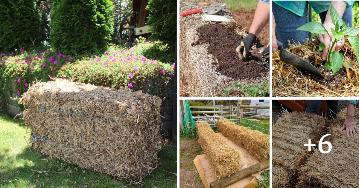 Uncover the Secrets of Soil-Free Gardening: 10 Essential Tips for Straw ...