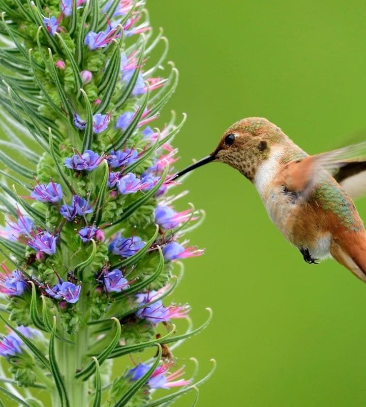 You Can Easily Create A Hummingbird Paradise. Here're 10 Stunning ...