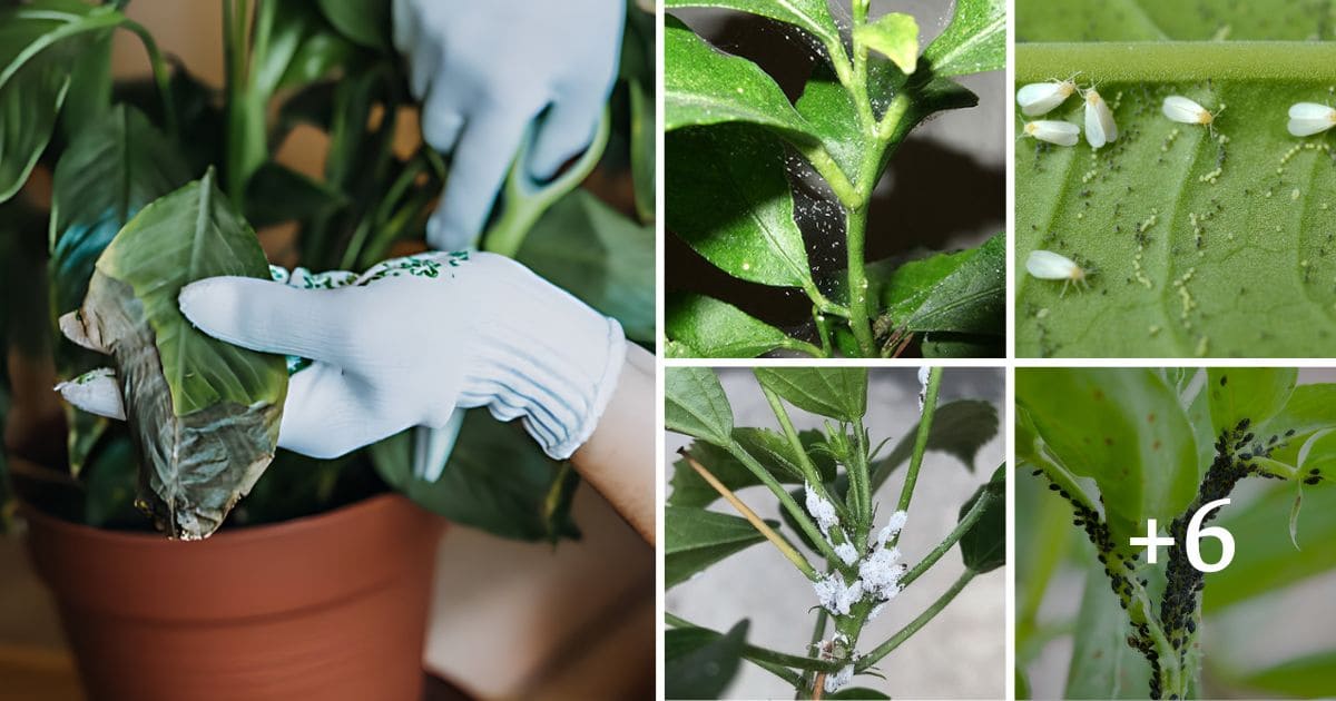 10 Most Common Indoor Plant Pests and Natural Ways to Manage Them