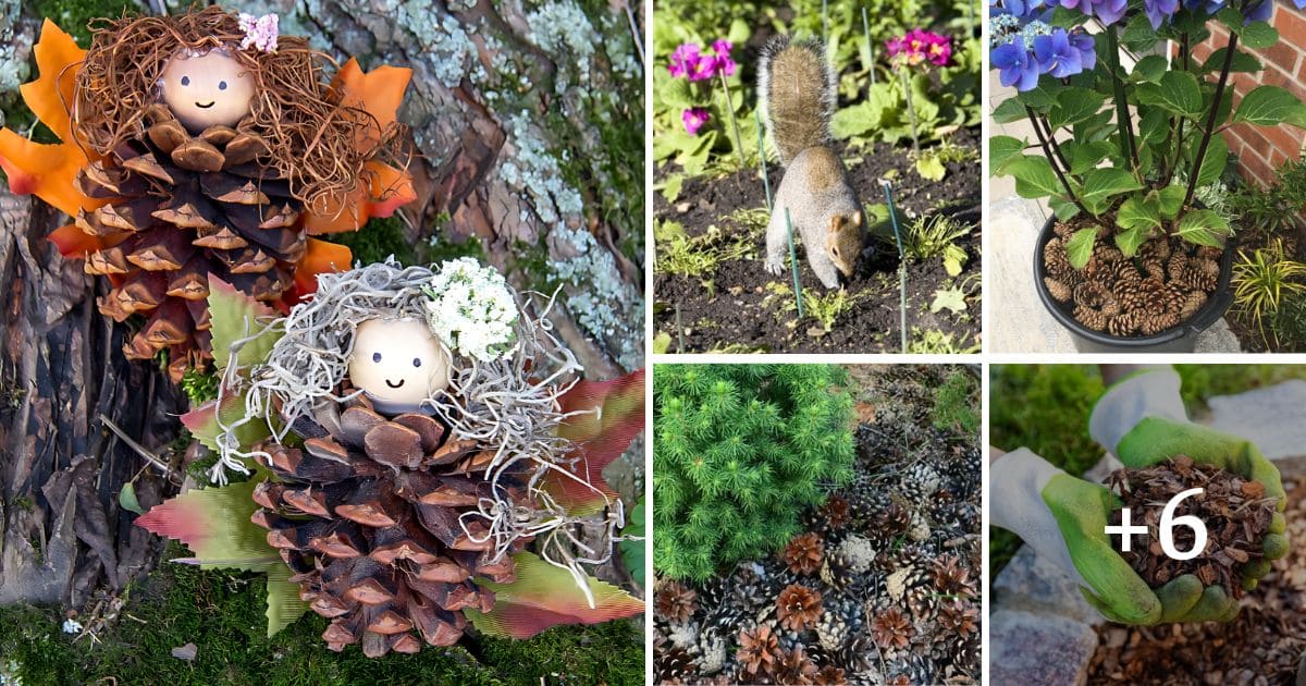 Here's Why You Should Collect Pine Cones and Leave Them in the Garden