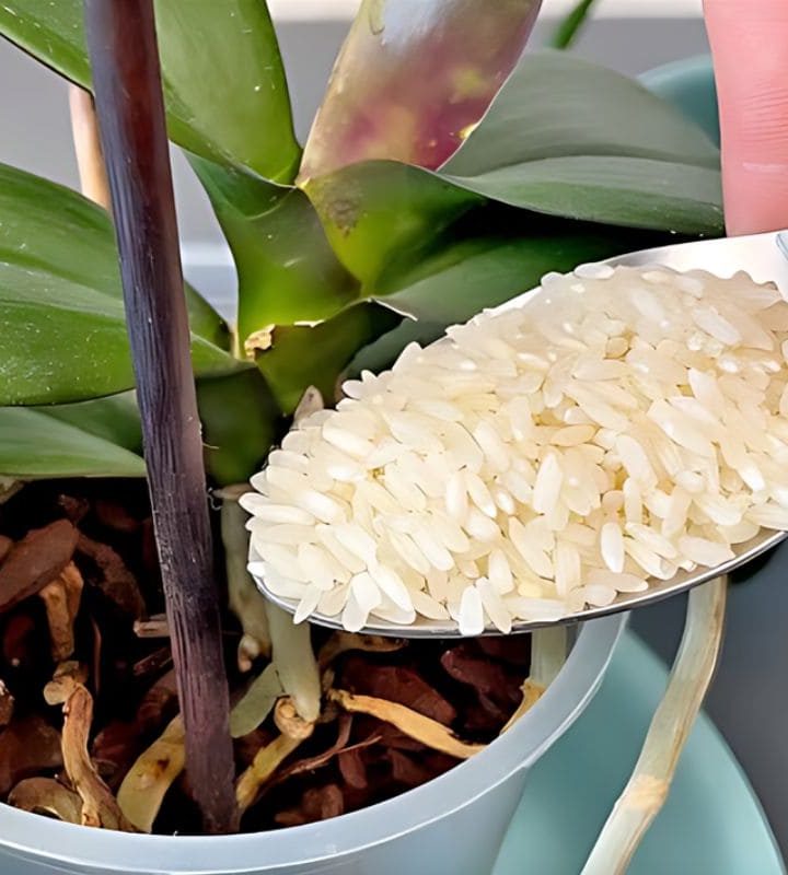 If Your Orchids Don't Bloom, Try This Tip With Rice