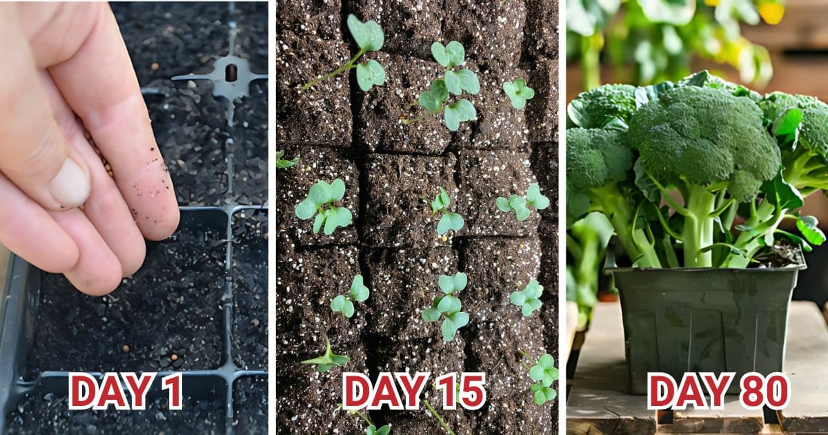 You Can Grow Broccoli At Home In A Container Easily. Here's Full Guide