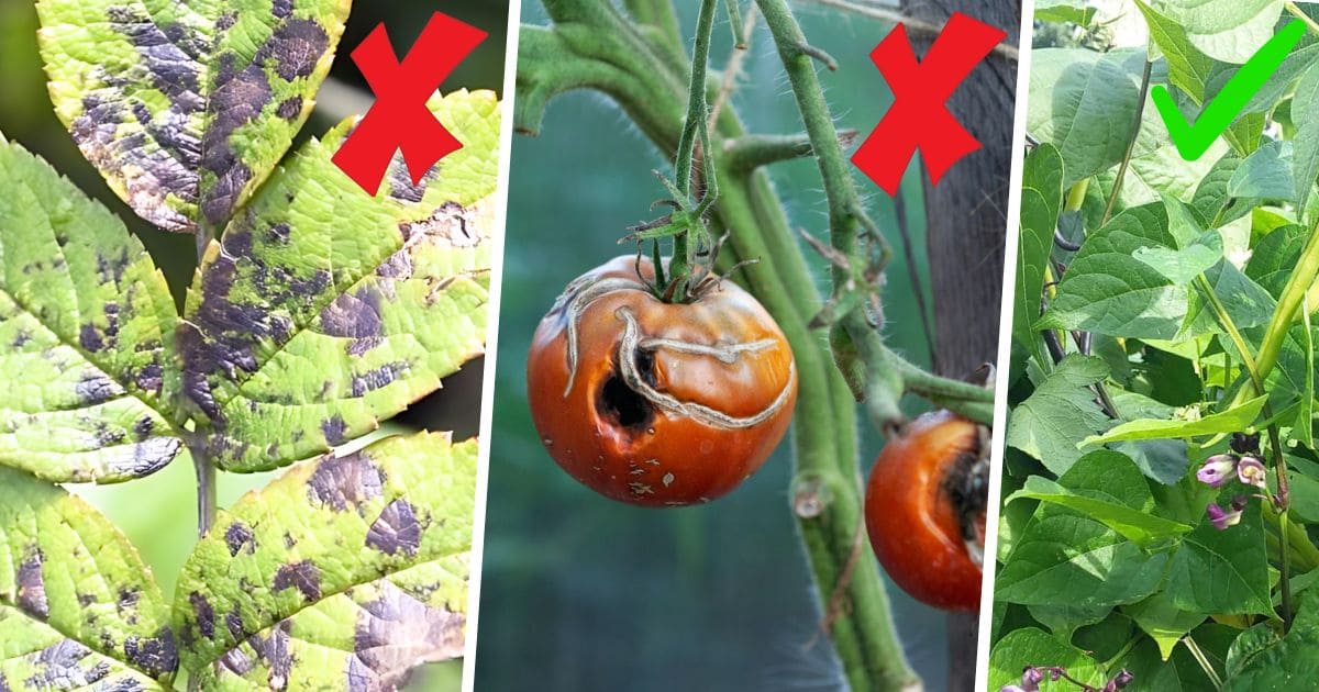 Say Goodbye to Fungal Infection On Plants With This Mixture