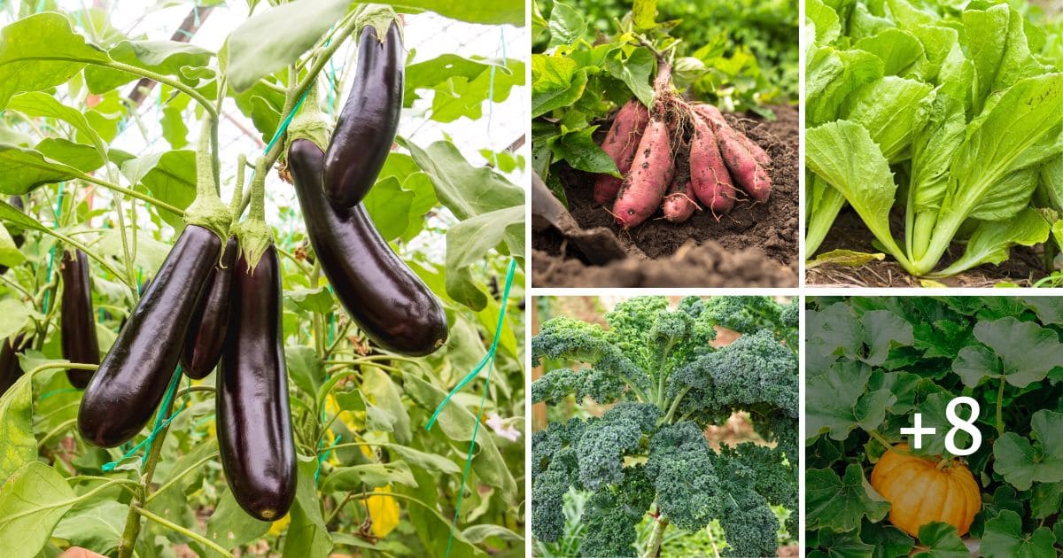 Summer Heat Can Harm Your Garden But Some Vegetables Thrive Despite It