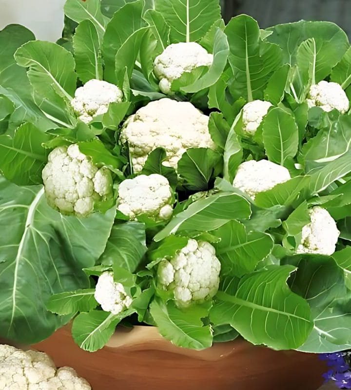 Step-by-step Guide on Growing Cauliflower In A Pot