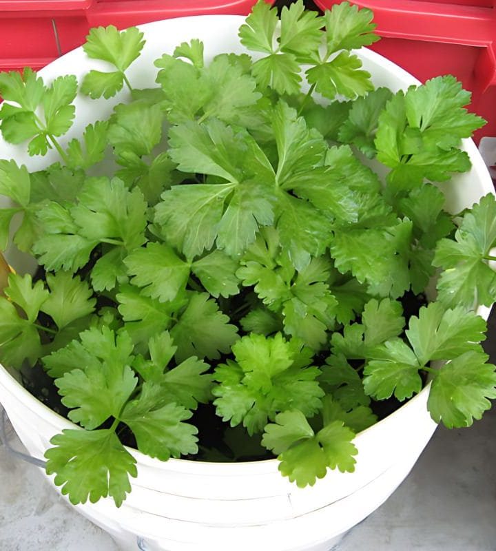 You Can Enjoy A Never Ending Supply of Celery At Home In A Pot. Follow ...