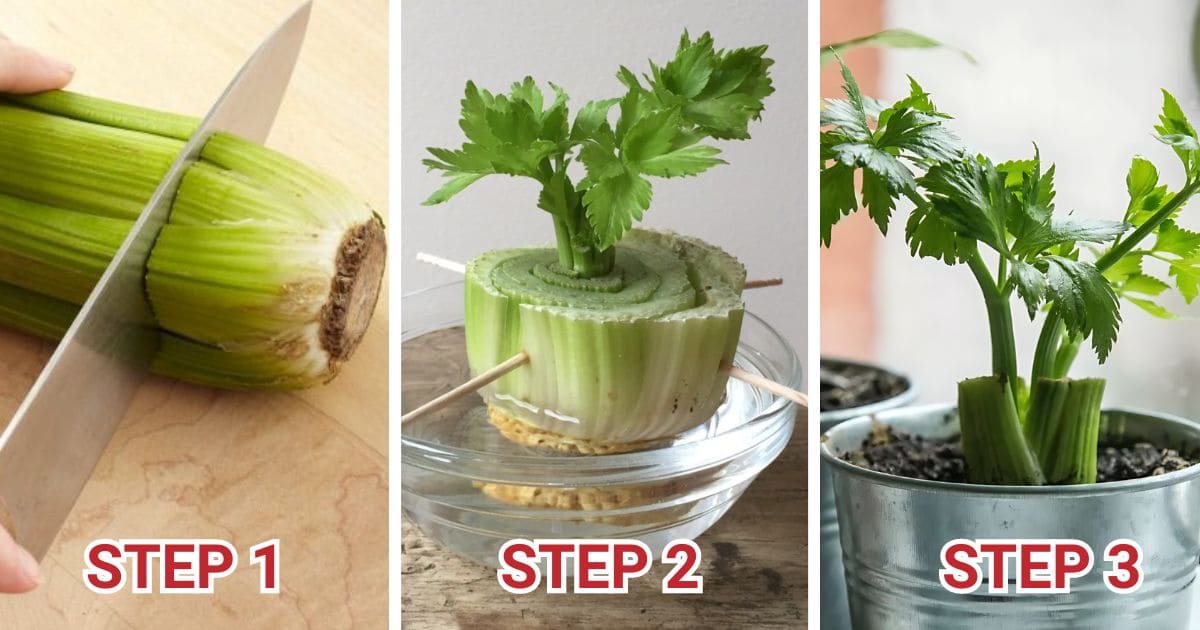 You Can Enjoy A Never Ending Supply of Celery At Home In A Pot. Follow ...