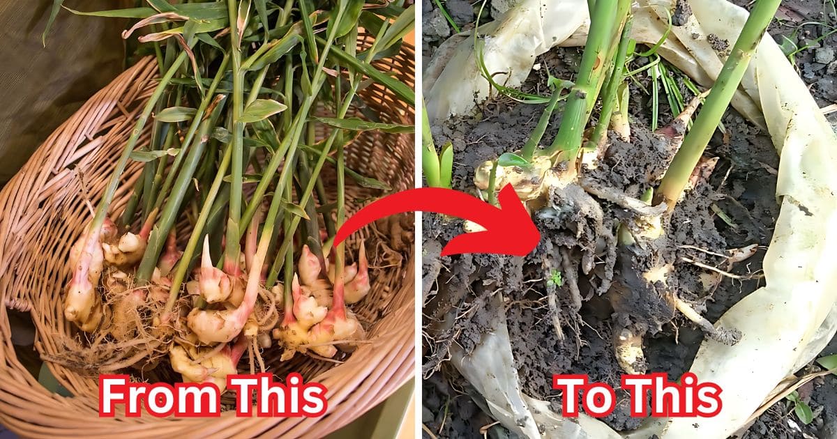 Step-by-step Guide on Growing Ginger in Plastic Bags