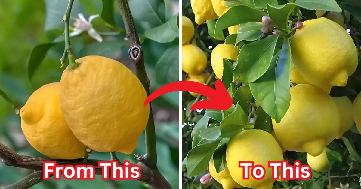 These Steps Help You Enjoy Lemons All Year Around. Here's Your Guide to ...