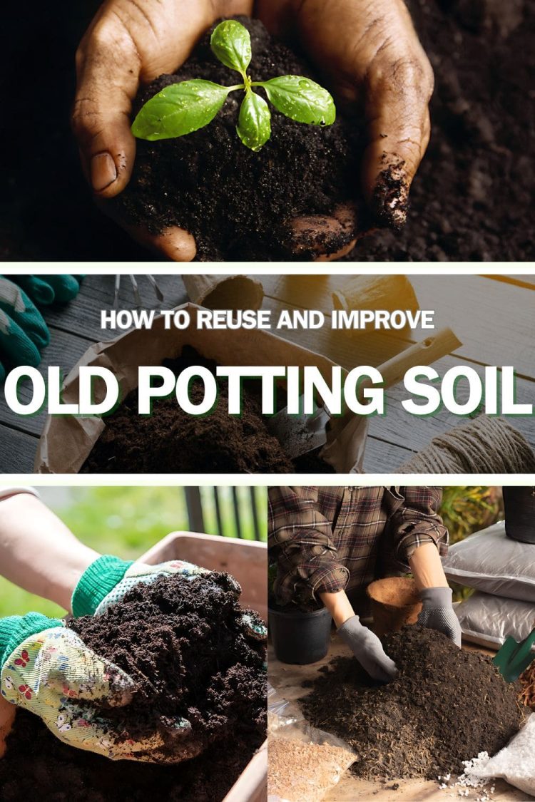 Don't Toss That Old Potting Soil - Here's How to Reuse and Improve It