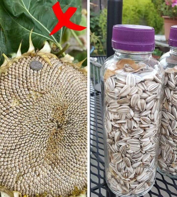 Tips You Should Know to Save Seeds Effectively