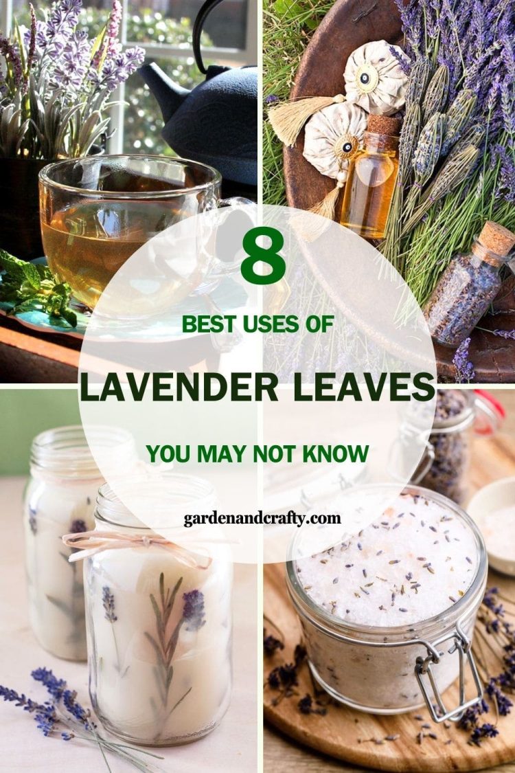Many Love Lavender’s Scent, But Overlook Its Leaves. Here're the Best ...