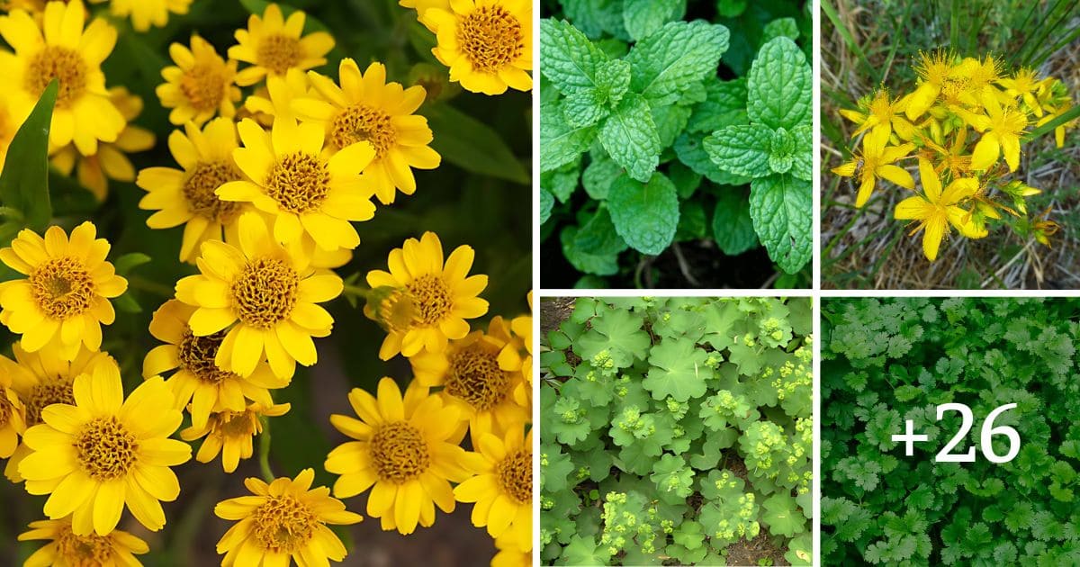 Top 30 Medical Plants You Should Grow for Natural Healing