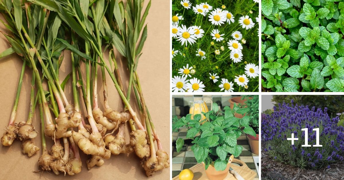 15 Must-Have Plants for Crafting Your Dream Tea Garden