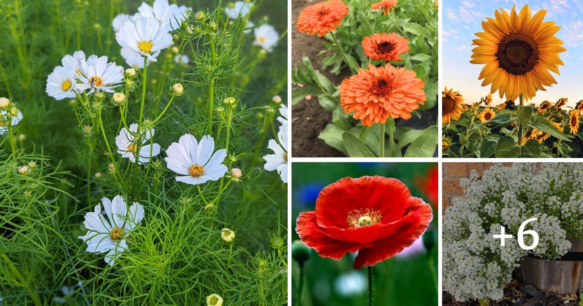 Plant These Once and Watch Them Self-Seed All Over Your Yard