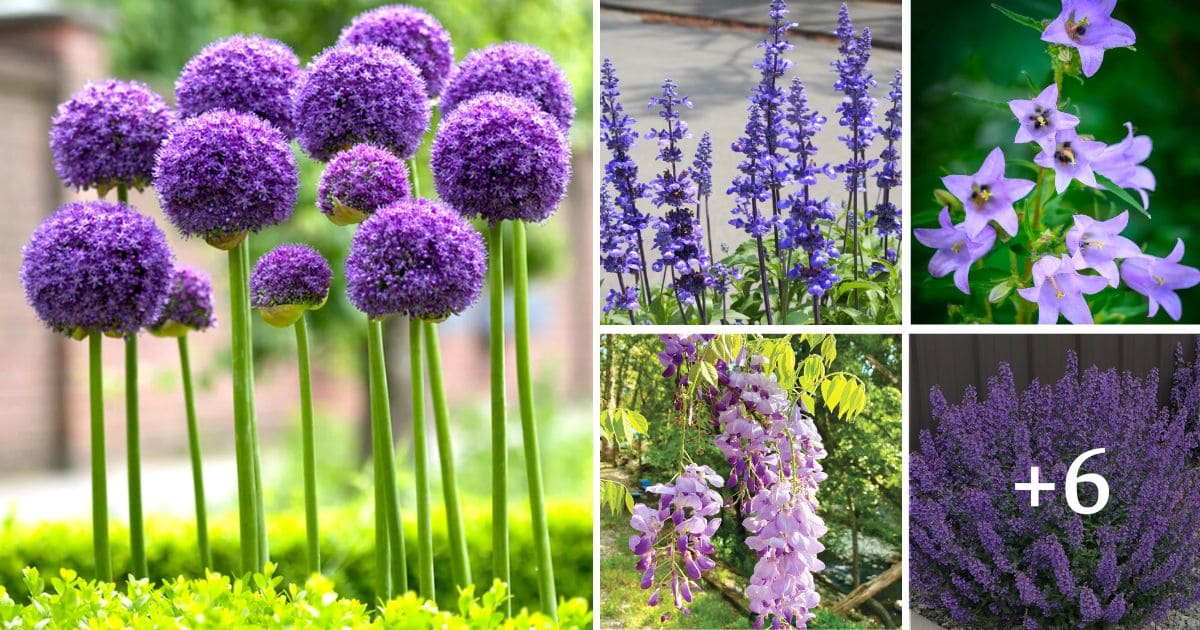 You Can Easily Create A Hummingbird Paradise. Here're 10 Stunning ...