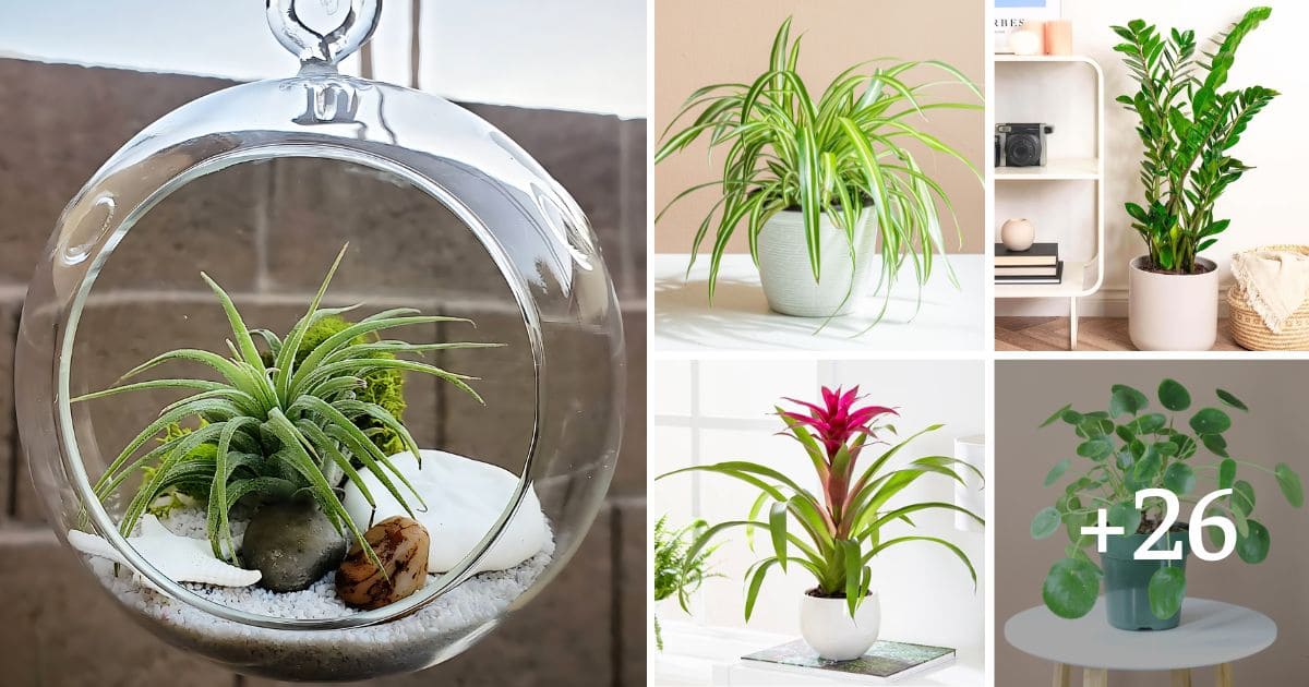 30 Resilient Houseplants That Thrive Even When You Neglect