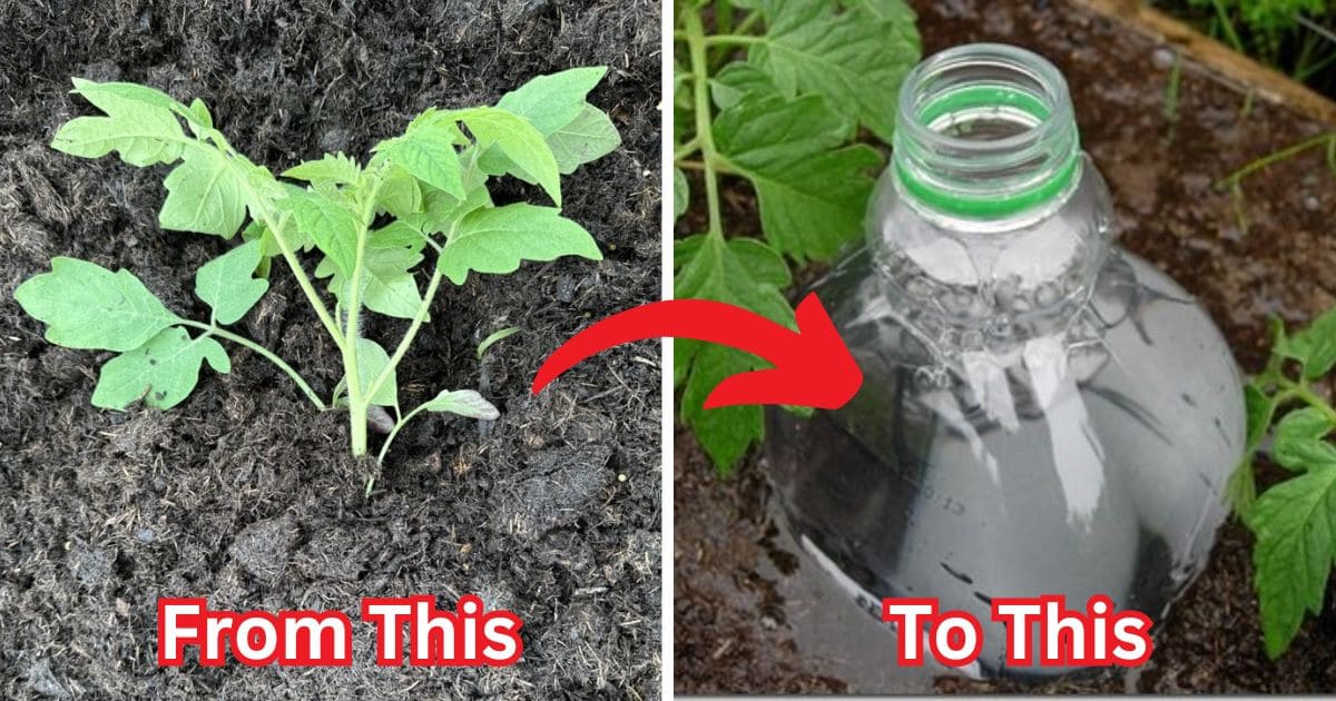 Soda Bottle Is A Great Drip Feeder for Garden Plants That You Shouldn't ...