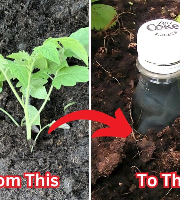 Soda Bottle Is A Great Drip Feeder for Garden Plants That You Shouldn't ...