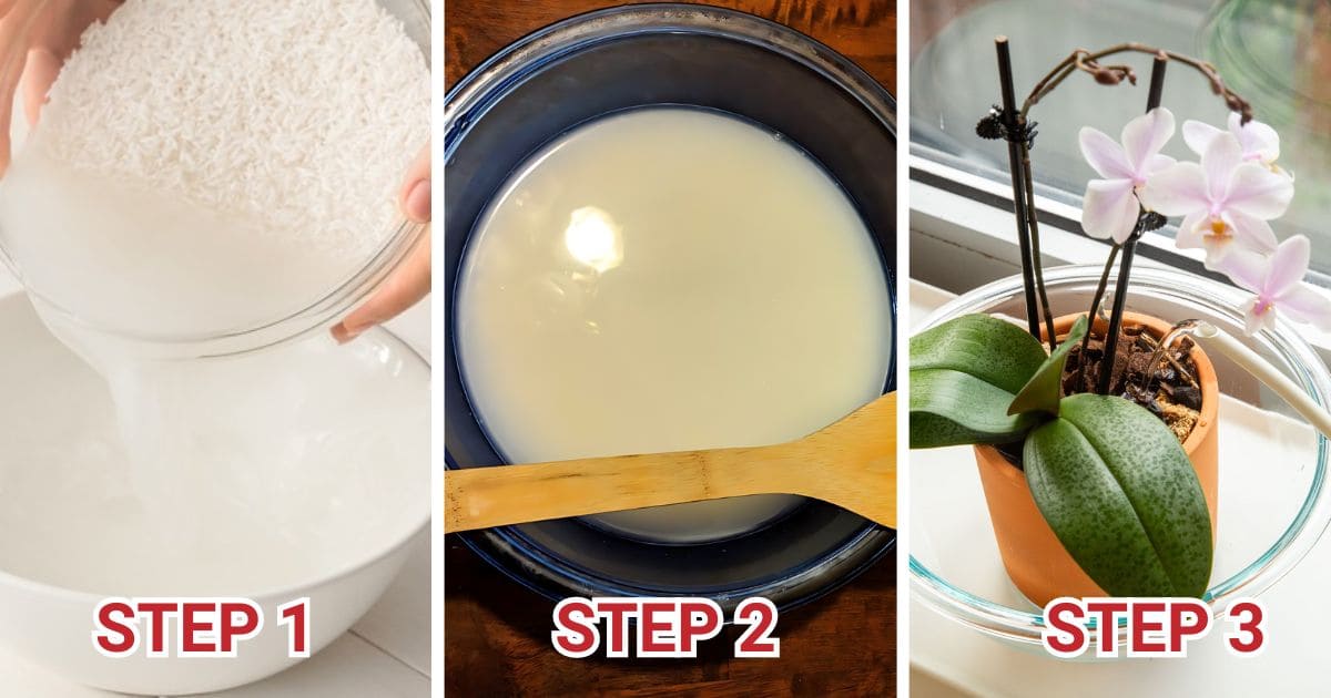 If Your Orchids Don't Bloom, Try This Tip With Rice