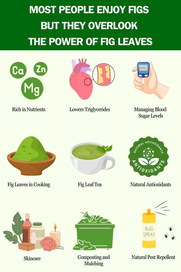 Most People Enjoy Figs, But They Overlook The Power of Fig Leaves. Here ...