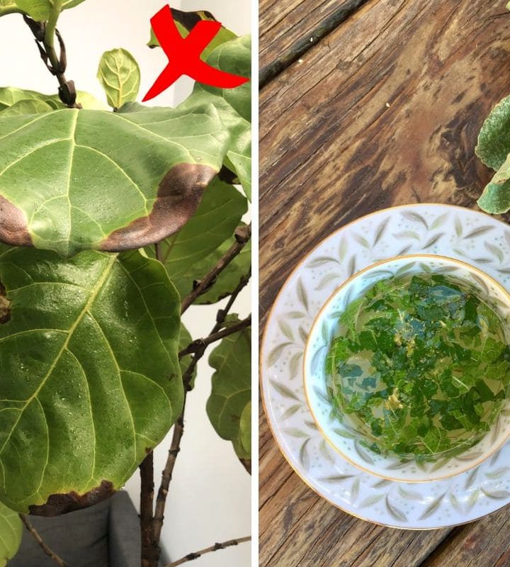 Most People Enjoy Figs, But They Overlook The Power of Fig Leaves. Here’s why It Matters.