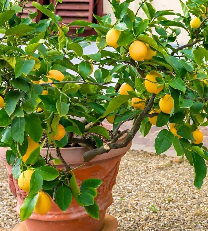 These Steps Help You Enjoy Lemons All Year Around. Here's Your Guide to ...