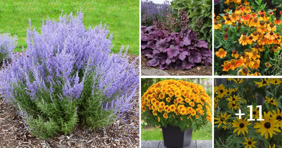 15 Breathtaking Plants to Transform Your Fall Border Garden