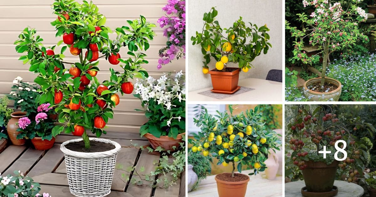 15 Must-Have Dwarf Fruit Trees Perfect for Indoor Growing