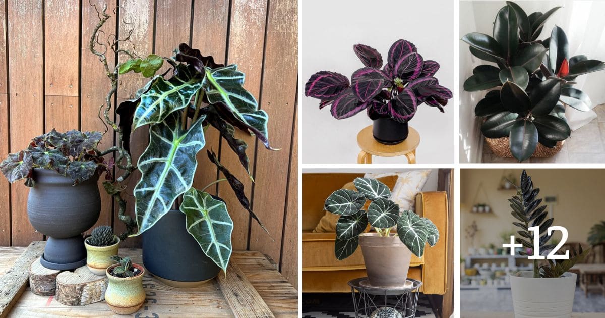 These 20 Black Houseplants Make Sure to Transform Your Living Space
