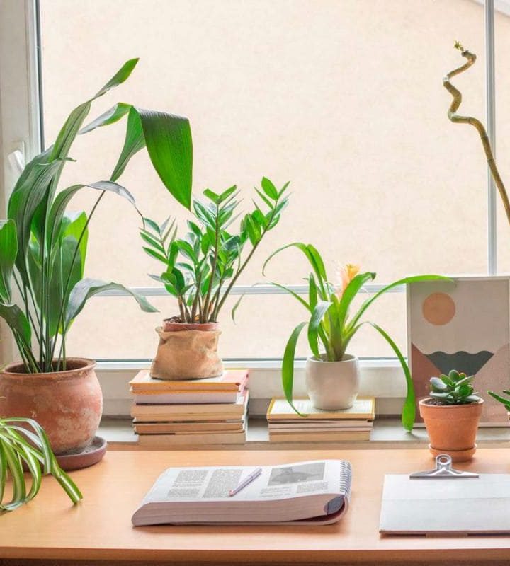 30 Resilient Houseplants That Thrive Even When You Neglect