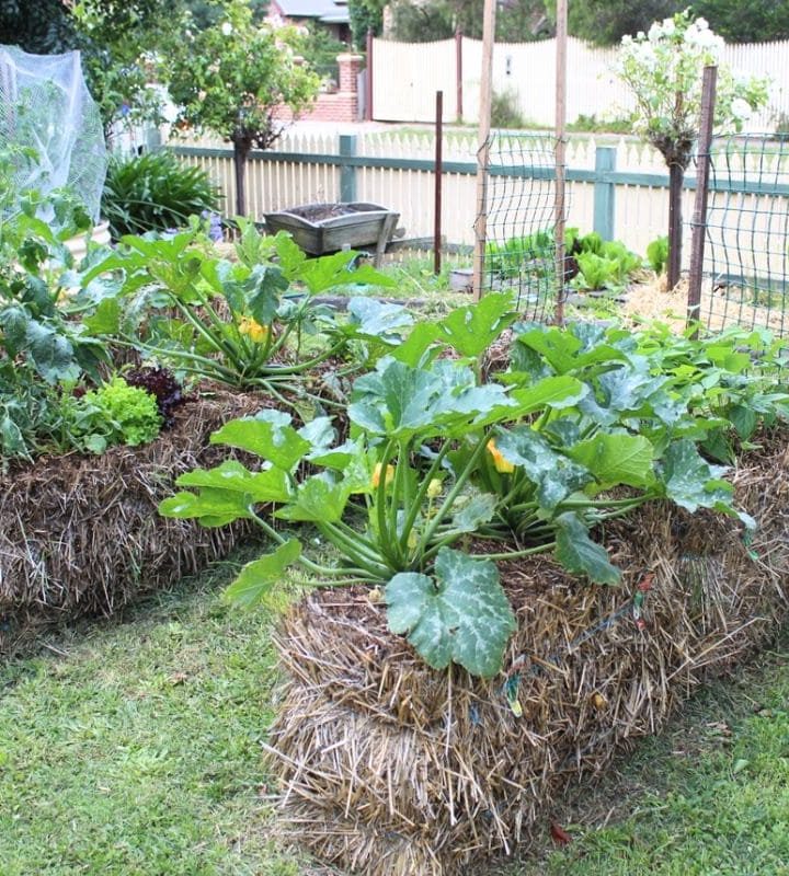 Uncover the Secrets of Soil-Free Gardening: 10 Essential Tips for Straw ...