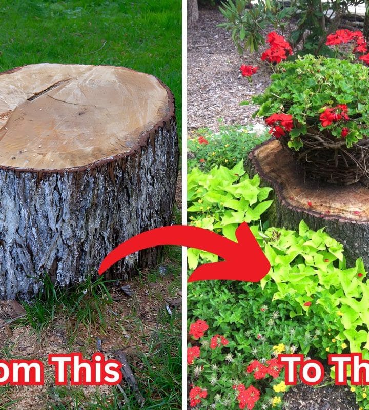 How to Bore Out A Tree Stump for A Planter