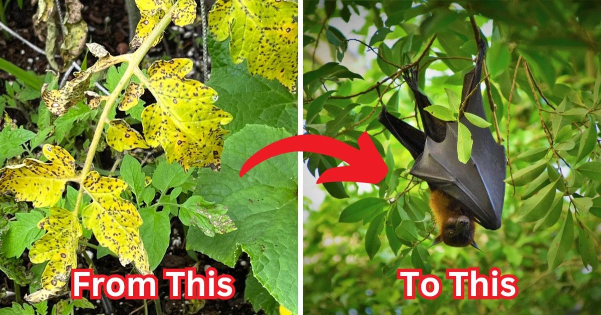 Did You Know Bat Guano Is A Great Fertilizer? Here're Ways to Attract ...