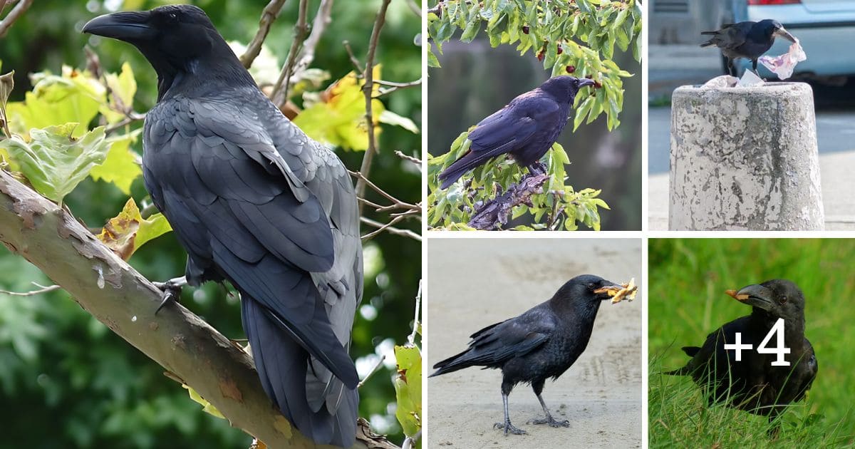 Don't Chase Crows Away If You Don't Know Their Benefits In The Garden