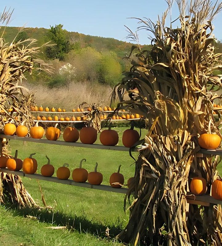 17 Halloween Fence Decorations to Elevate Your Haunted Vibes Next Season
