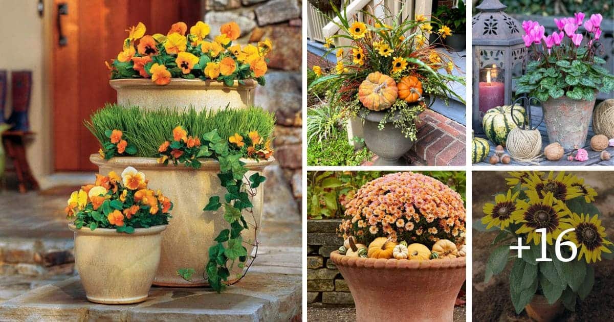 20 Stunning Fall Plants to Elevate Your Pots This Season